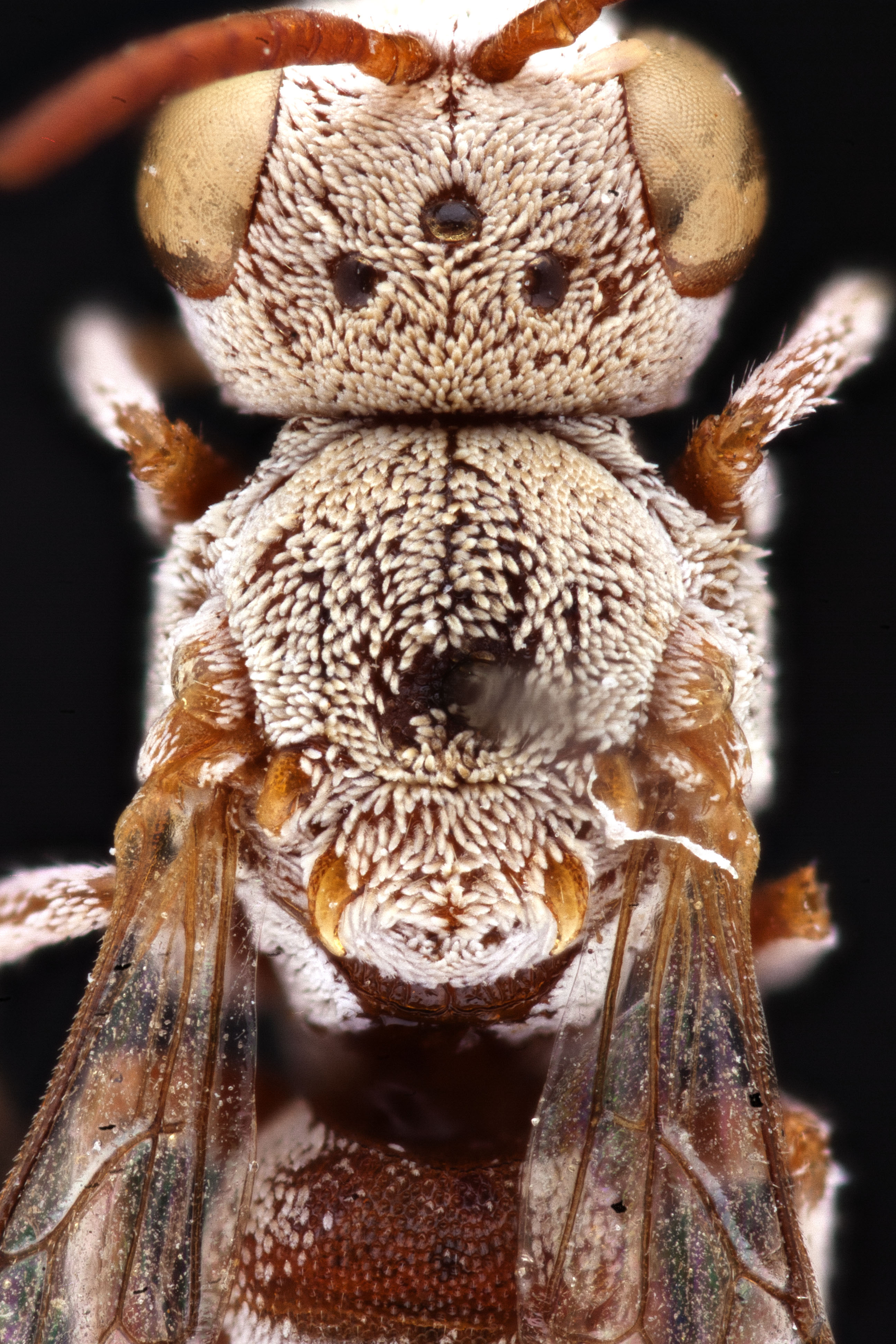 Eudioxys | Exotic Bee ID